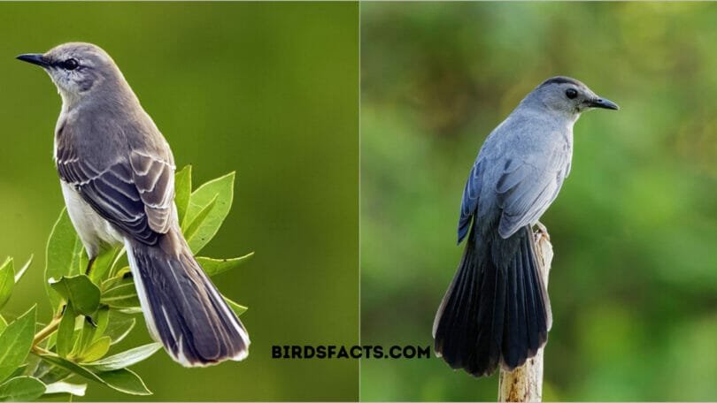 Uncovering the Distinctions Catbird vs Mockingbird