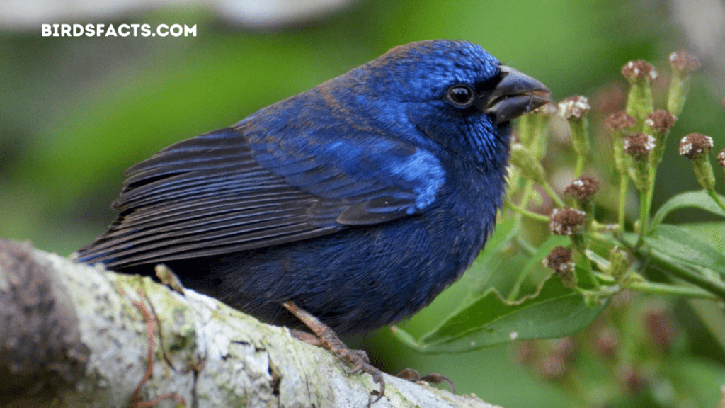 Black and Blue Birds A Comprehensive Guide to Identification and Facts