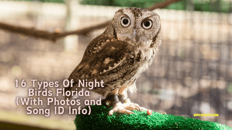 16 Types Of Night Birds Florida (With Photos and Song ID Info)