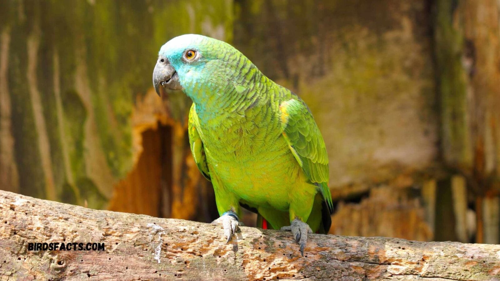 Birds That Talk - Discover the Top 18 Types of Talking Birds (With ...