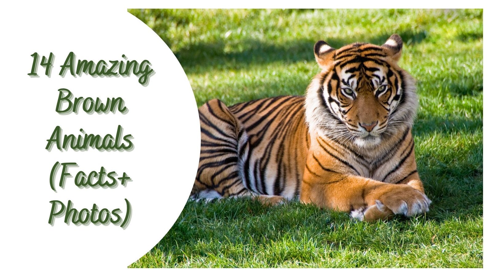 14 Amazing Brown Animals (Facts+ Photos)